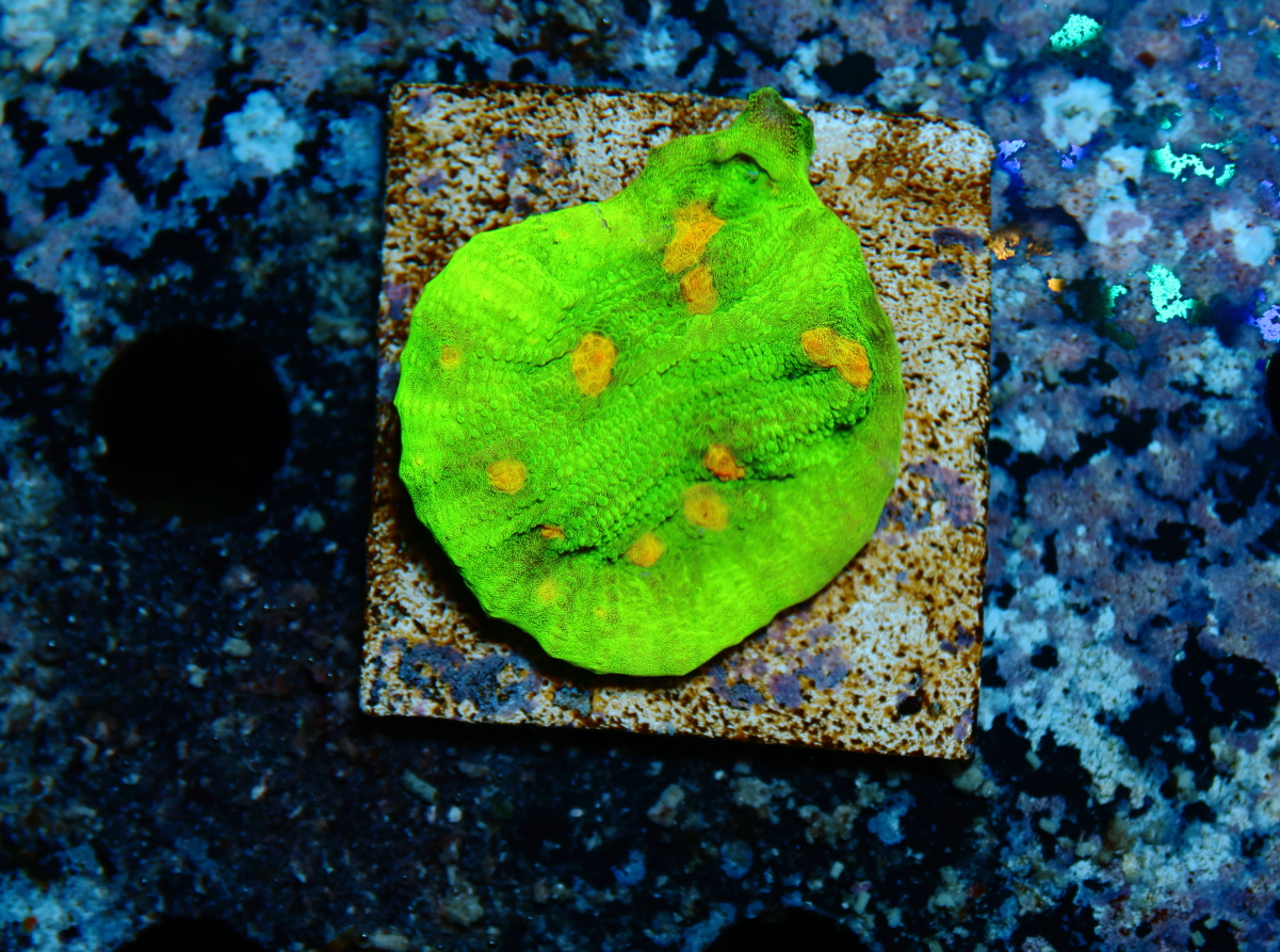 LPS Korallen online kaufen