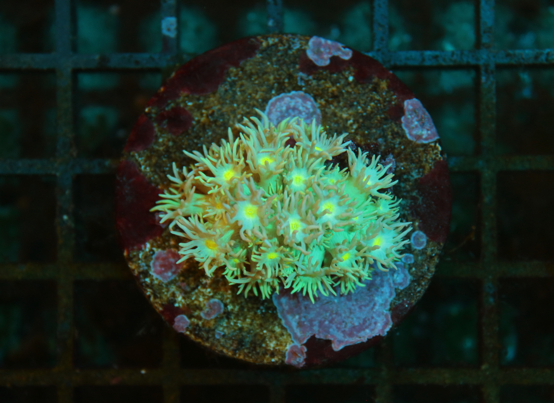 Home [ph-aquaristik.de]