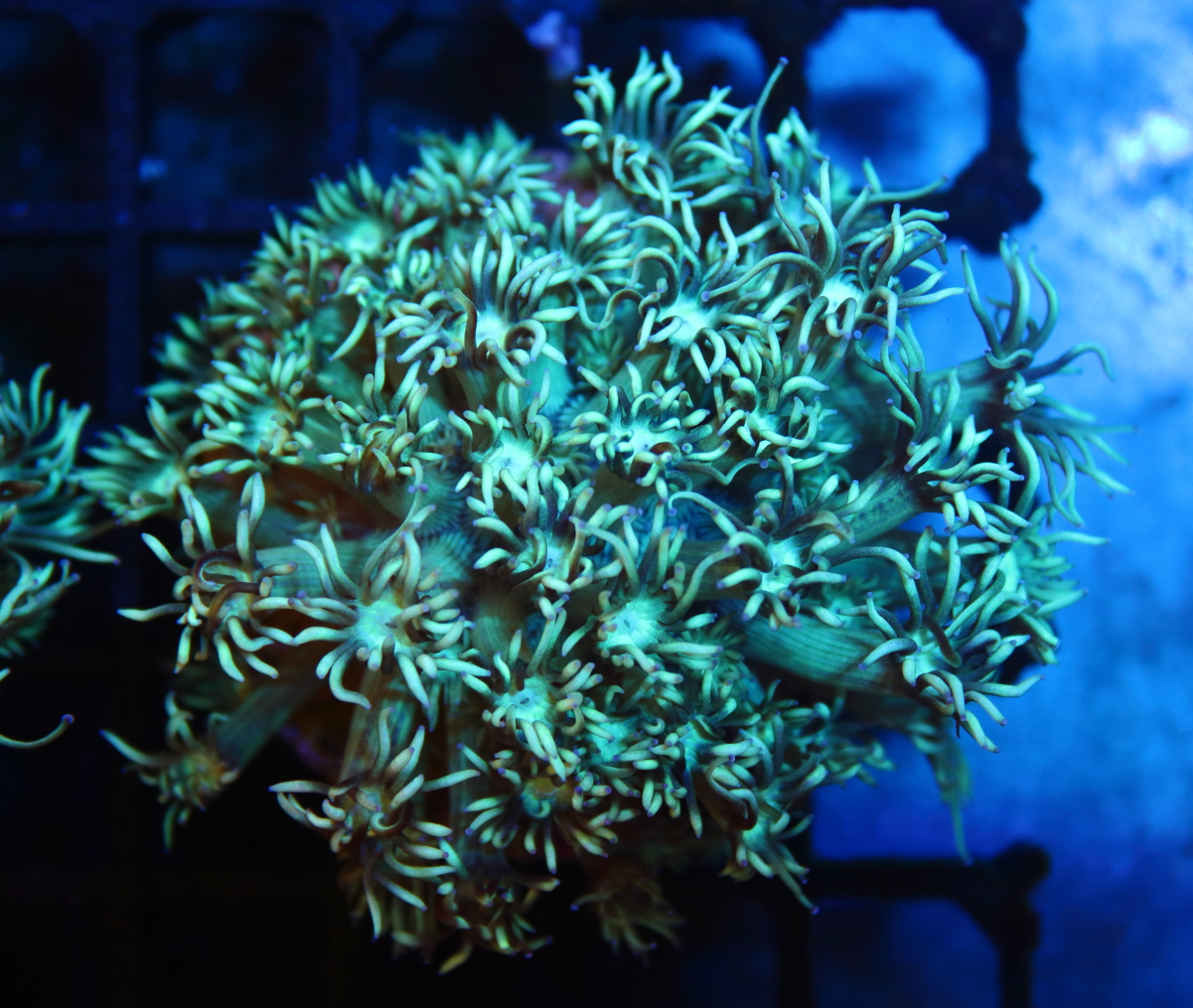 Home [ph-aquaristik.de]