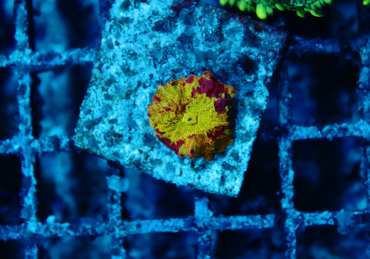 Anemonen verschiedener Art- Korallen Online Shop