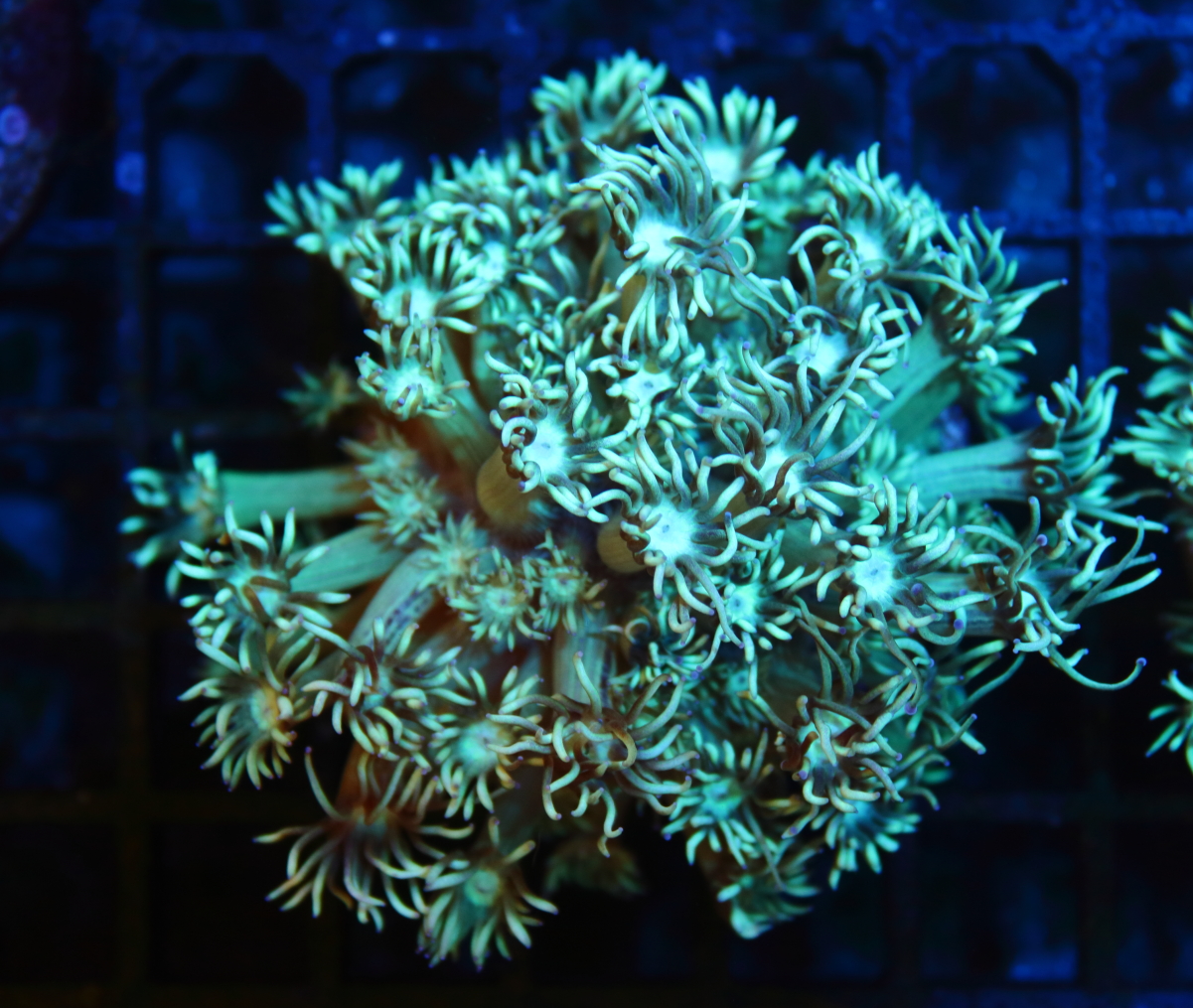 Home [ph-aquaristik.de]