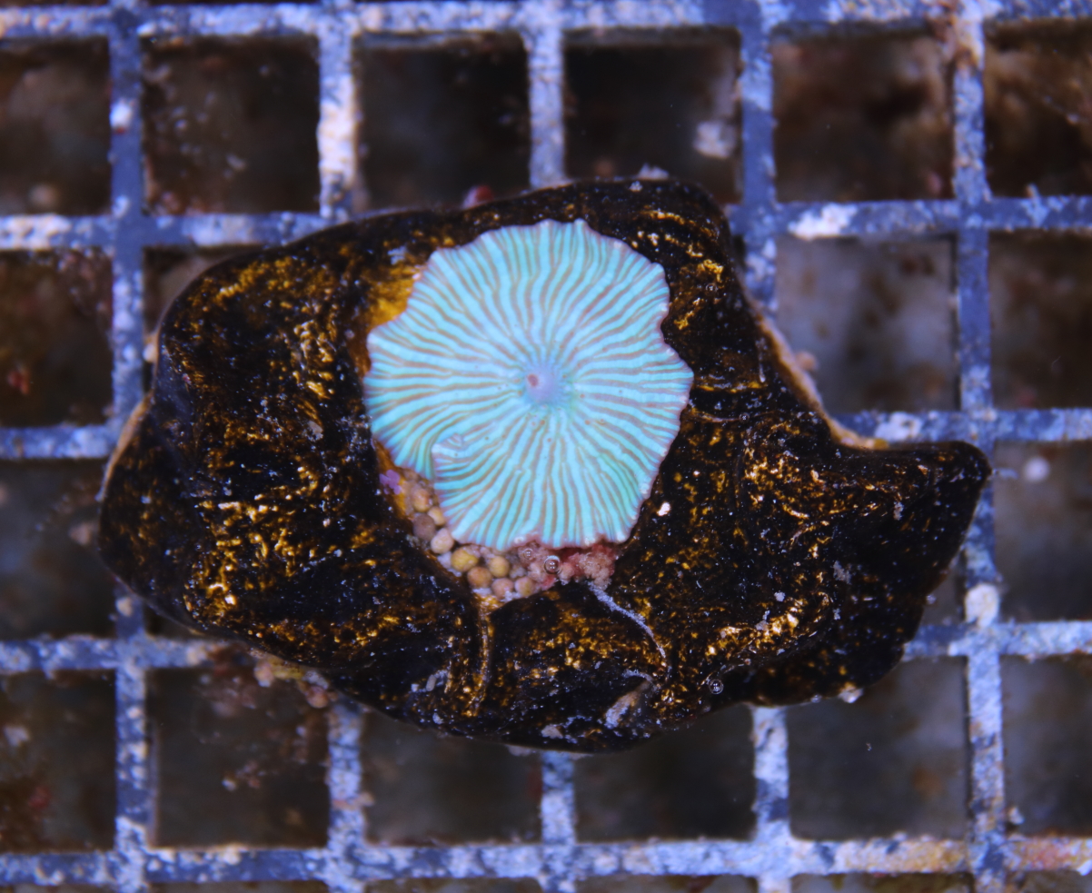 Anemonen verschiedener Art- Korallen Online Shop