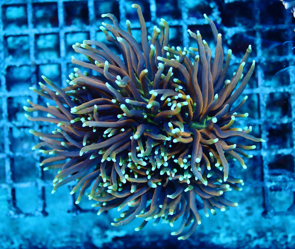 Ihr Korallen Onlineshop